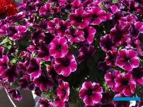 F & B Farms: Plant Library