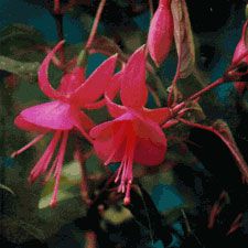 F & B Farms: Plant Library