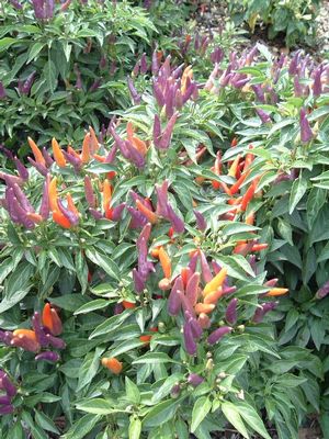 F & B Farms: Plant Library