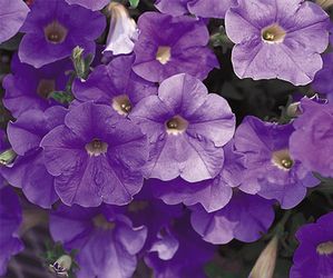 F & B Farms: Plant Library