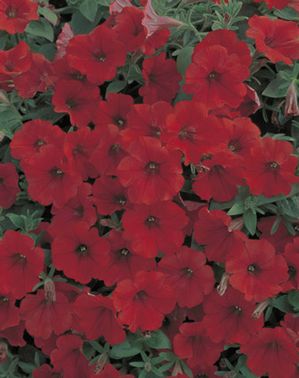 F & B Farms: Plant Library