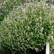 Thymus fragrantissimus Orange from F&B Farms