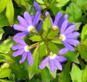 Scaevola 'Top Pot Blue' | F&B Farms