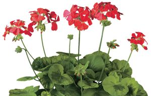 F & B Farms: Plant Library