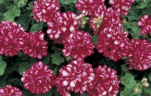 F & B Farms: Plant Library