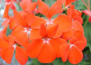 F & B Farms: Plant Library