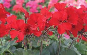 F & B Farms: Plant Library