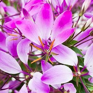 F & B Farms: Plant Library