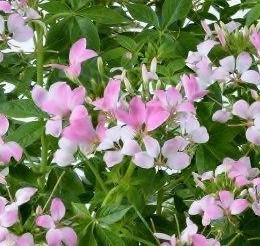 F & B Farms: Plant Library