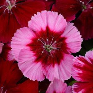 F & B Farms: Plant Library