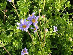 F & B Farms: Plant Library