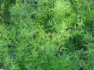 F & B Farms: Plant Library