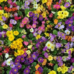 F & B Farms: Plant Library