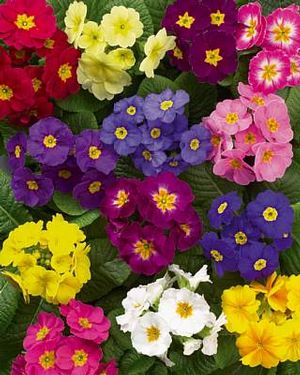 F & B Farms: Plant Library