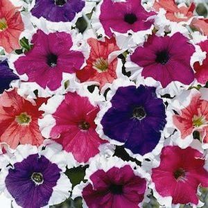 F & B Farms: Plant Library