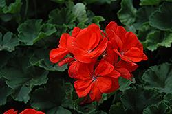 F & B Farms: Plant Library