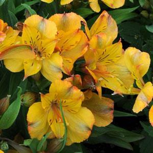 F & B Farms: Plant Library