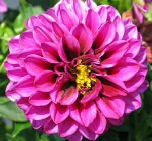 F & B Farms: Plant Library