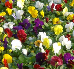 F & B Farms: Plant Library