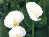 F & B Farms: Plant Library