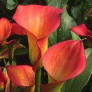 F & B Farms: Plant Library