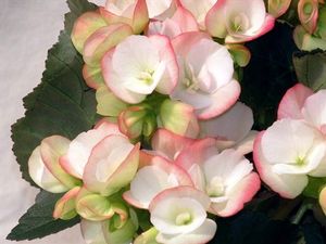 Begonia Rieger Camilla - white w/pink edge | F&B Farms