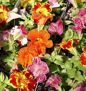 F & B Farms: Plant Library