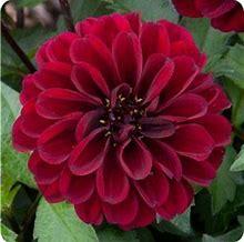 F & B Farms: Plant Library