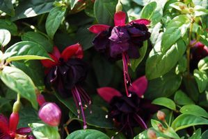 F & B Farms: Plant Library