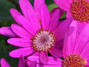 F & B Farms: Plant Library