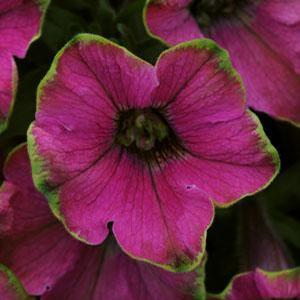 F & B Farms: Plant Library