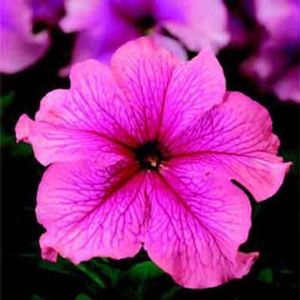 F & B Farms: Plant Library