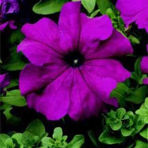 F & B Farms: Plant Library