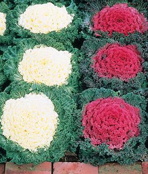 F & B Farms: Plant Library