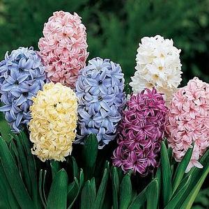 F & B Farms: Plant Library