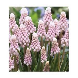 Muscari 'Pink Sunrise'