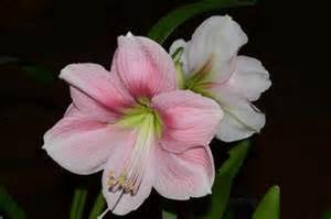 F & B Farms: Plant Library