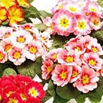 F & B Farms: Plant Library