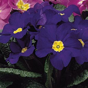 F & B Farms: Plant Library