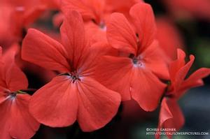 F & B Farms: Plant Library