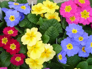 Primula Danova Mix | F&B Farms