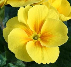 F & B Farms: Plant Library