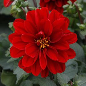 F & B Farms: Plant Library