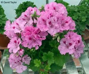 F & B Farms: Plant Library