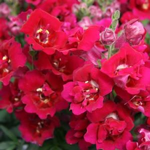 F & B Farms: Plant Library