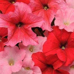 F & B Farms: Plant Library