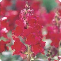 F & B Farms: Plant Library