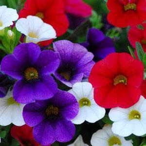 F & B Farms: Plant Library