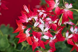 F & B Farms: Plant Library