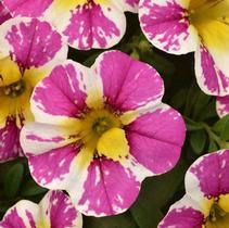 Calibrachoa Candy Shop Sweet Dreams | F&B Farms